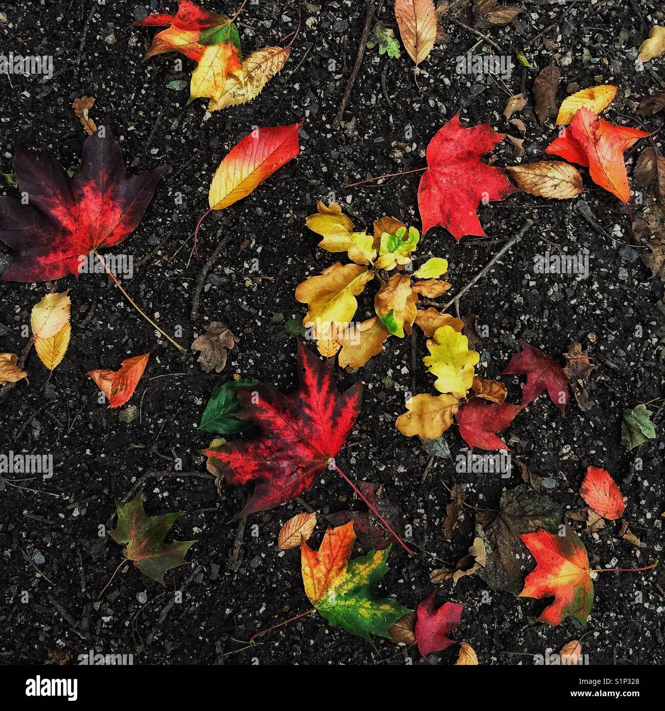 Fallen Autumn leaves Stock Photo - Alamy