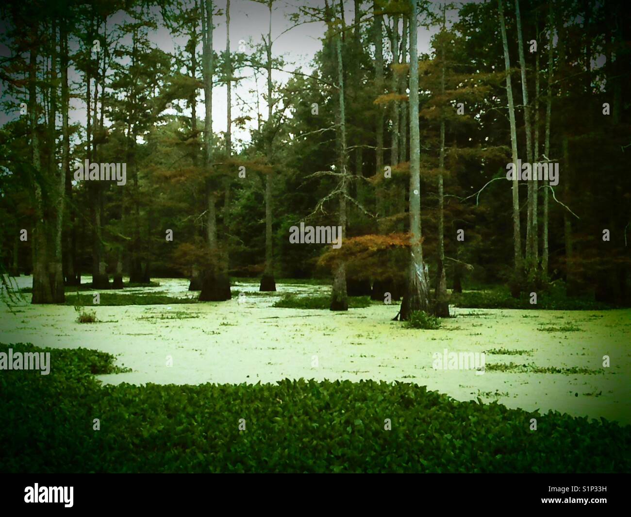 Swamp algae hi-res stock photography and images - Alamy