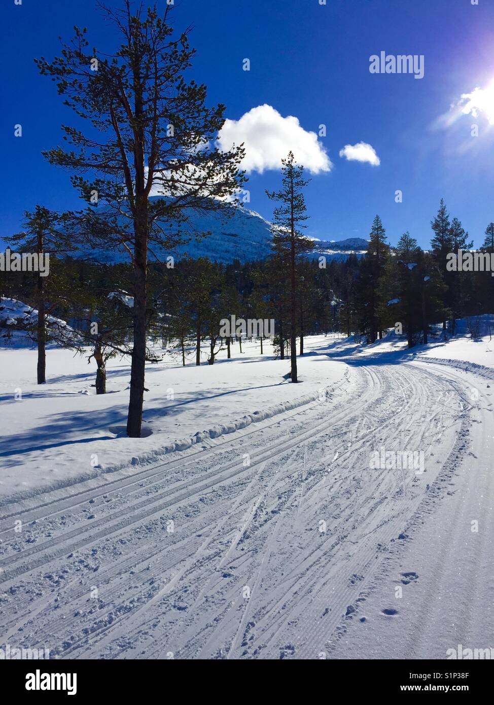 Paradise trees hi-res stock photography and images - Alamy