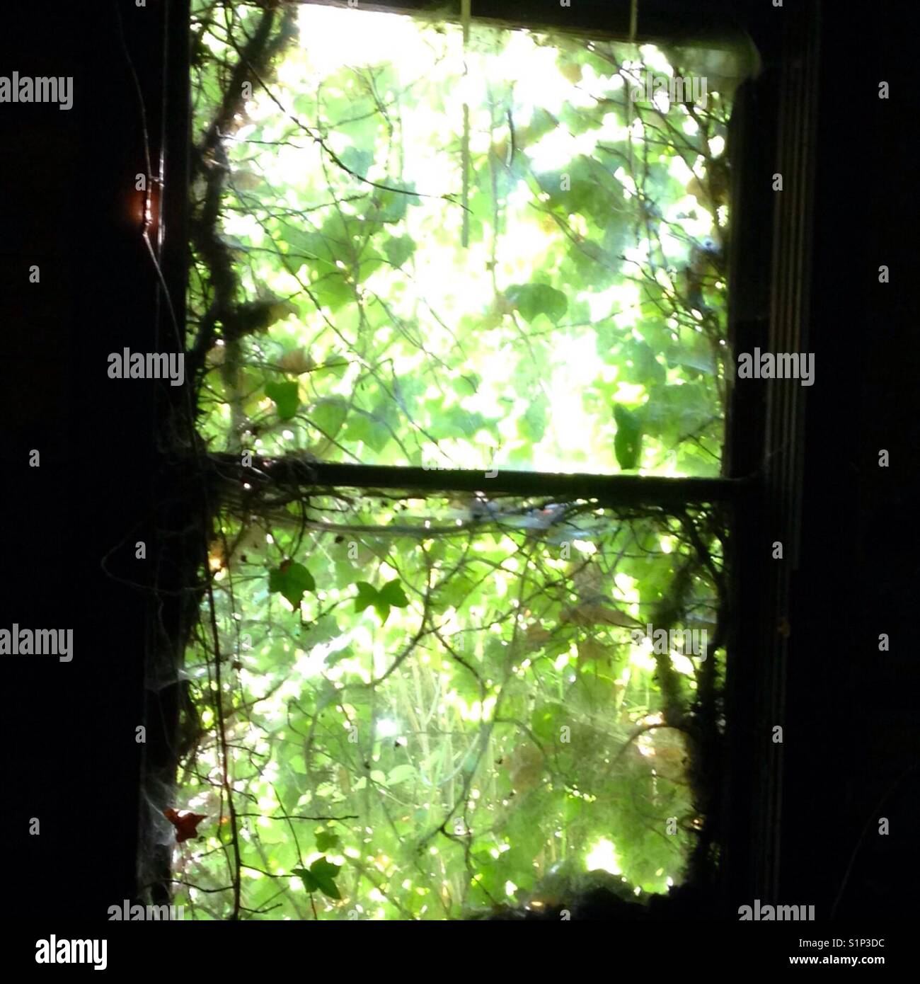 Abandoned House And Vines Stock Photos & Abandoned House And Vines ...