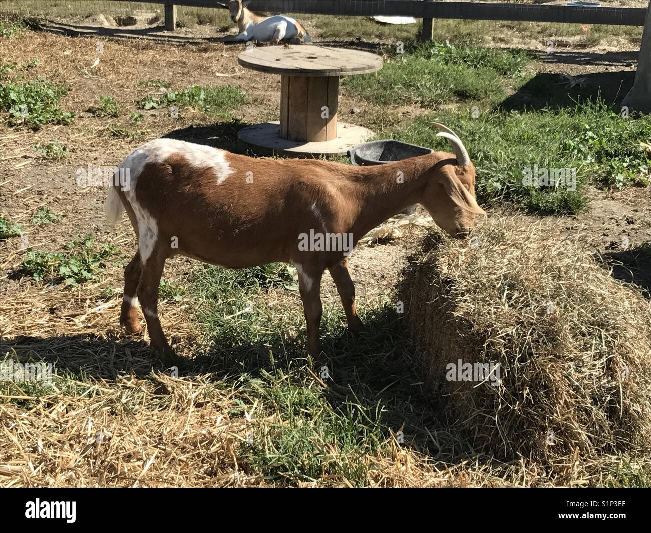 A goat having lunch Stock Photo - Alamy