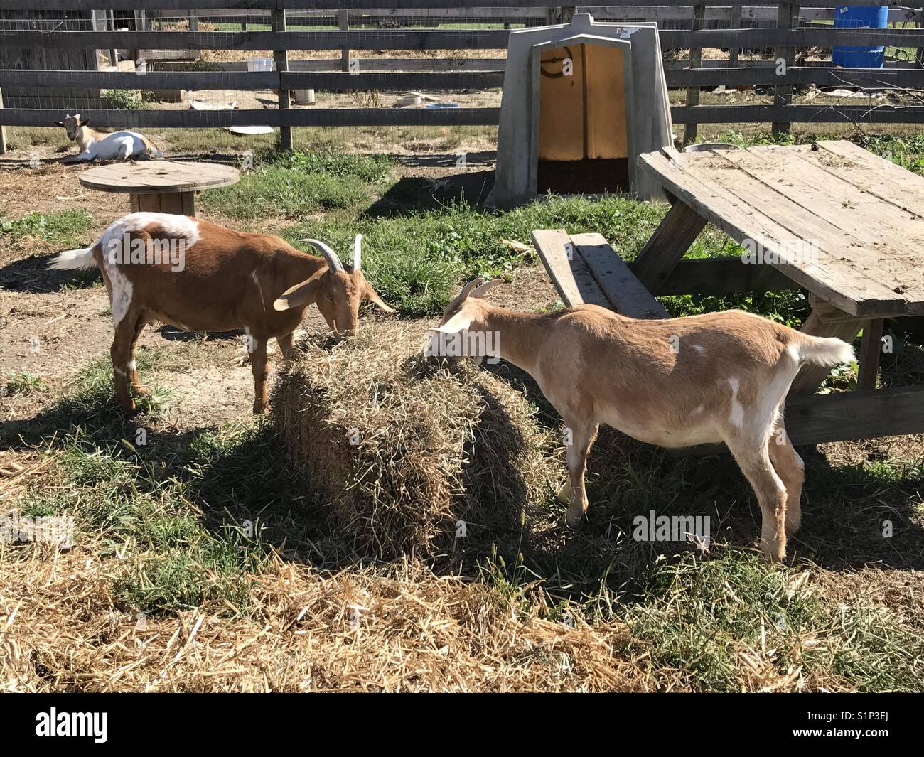 Eating for kids hi-res stock photography and images - Alamy