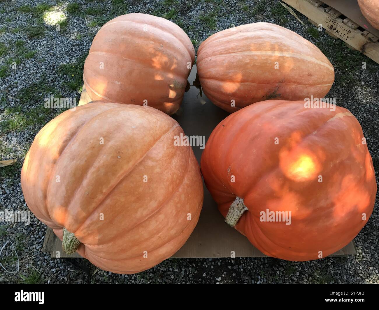Large Pumpkins High Resolution Stock Photography and Images - Alamy