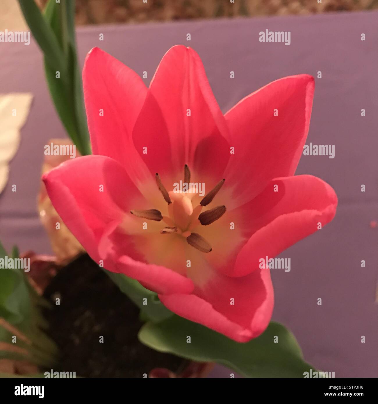 Pretty flower hi-res stock photography and images - Alamy