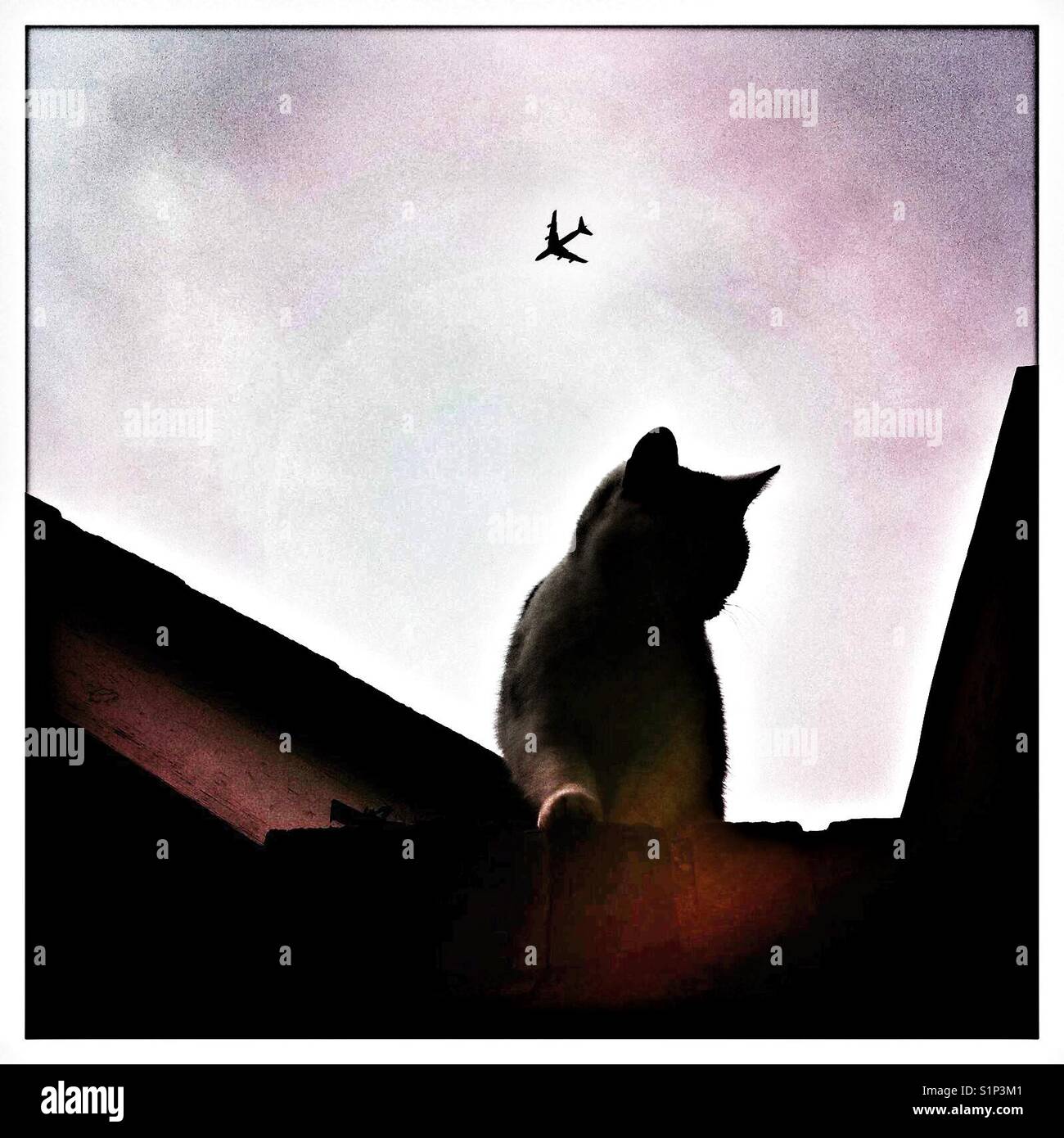 Cat and plane Stock Photo - Alamy