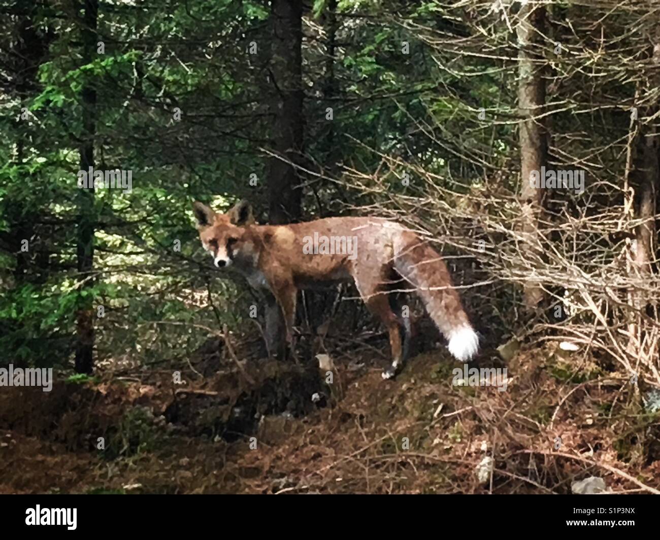 Red Fox In Forest High Resolution Stock Photography and Images - Alamy