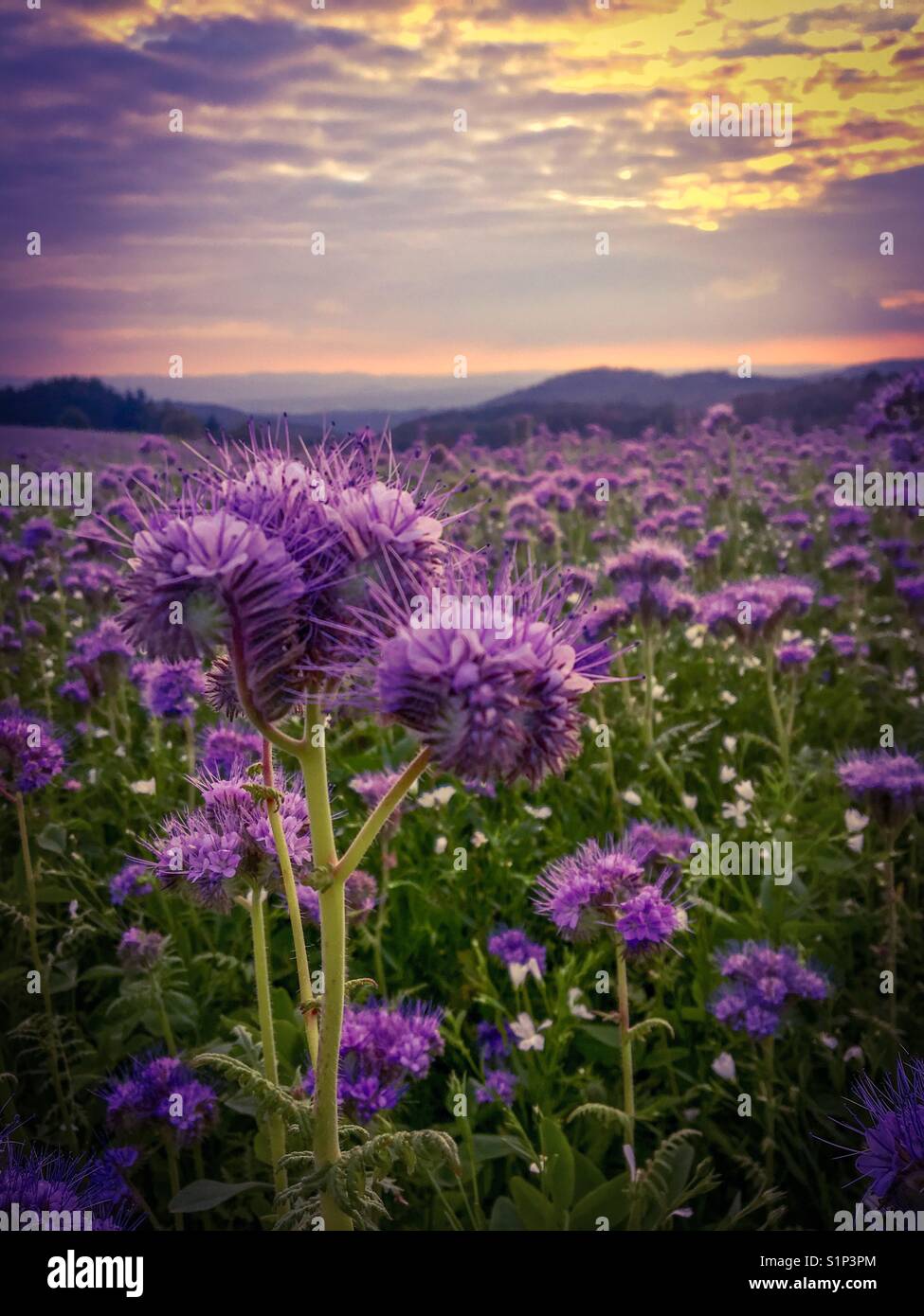 Tuft of flowers hi-res stock photography and images - Alamy