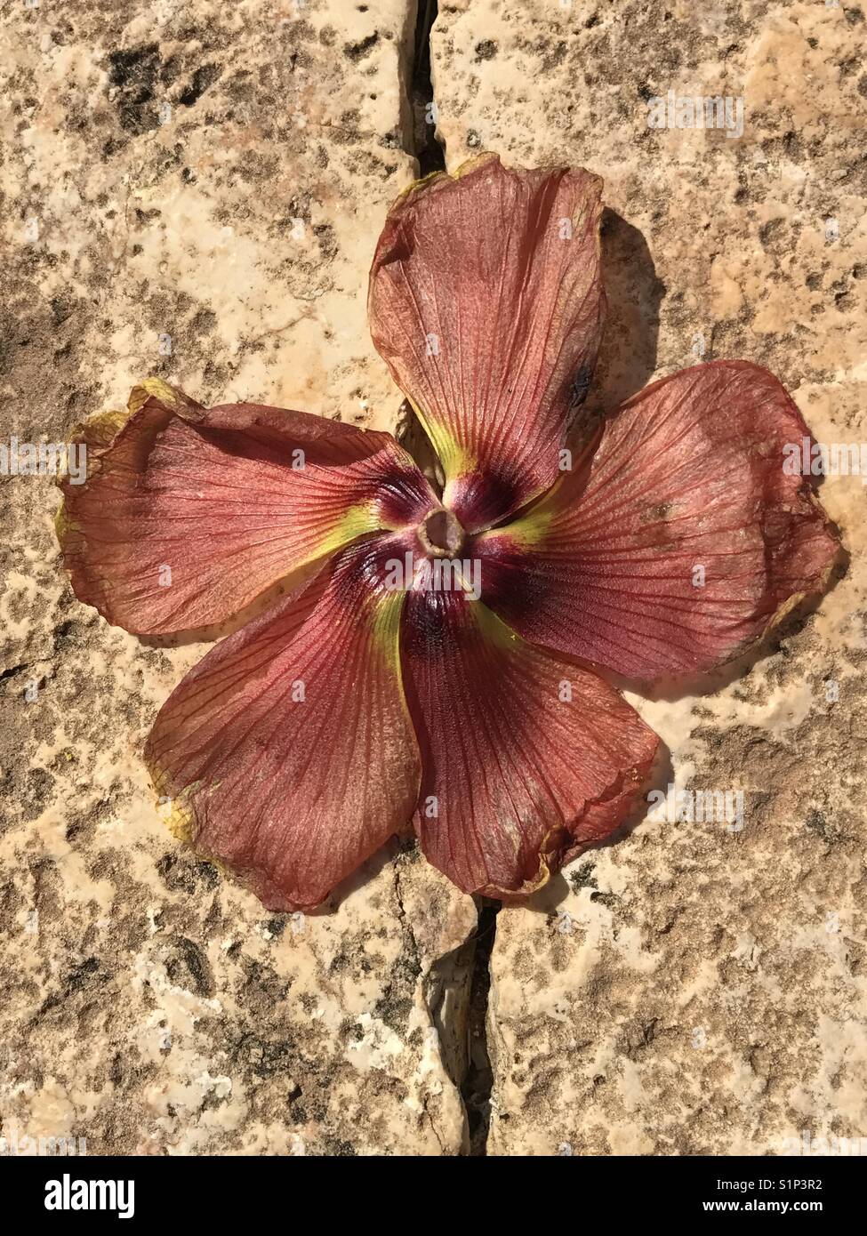 Limestone flower hi-res stock photography and images - Alamy