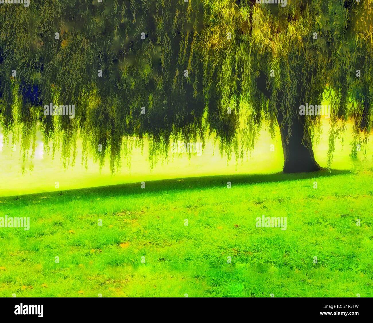 Weeping willow shadow hi-res stock photography and images - Alamy