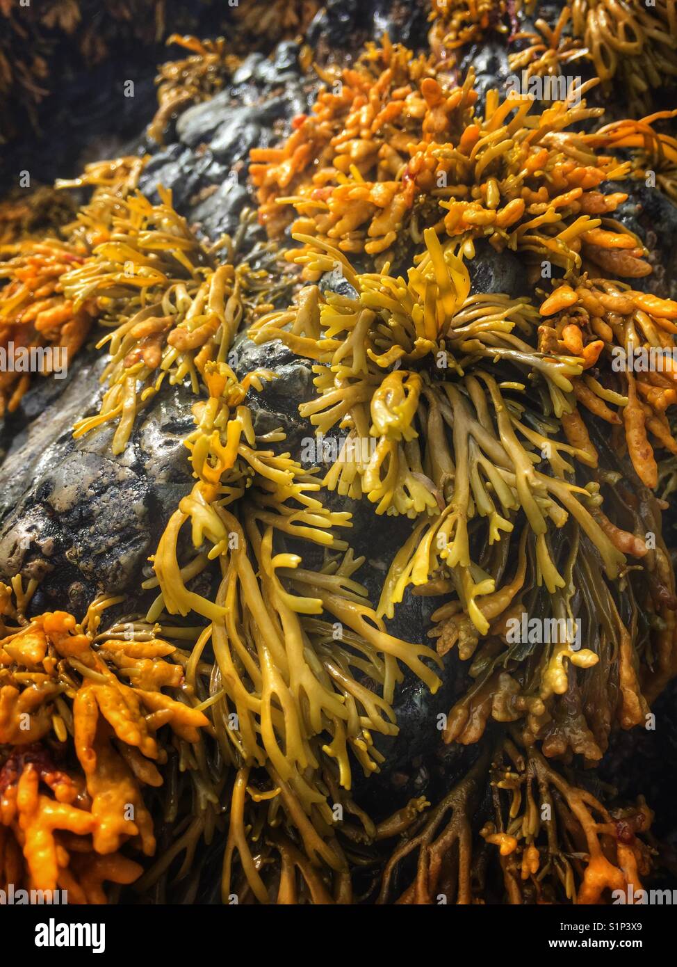 Orange seaweed hi-res stock photography and images - Alamy