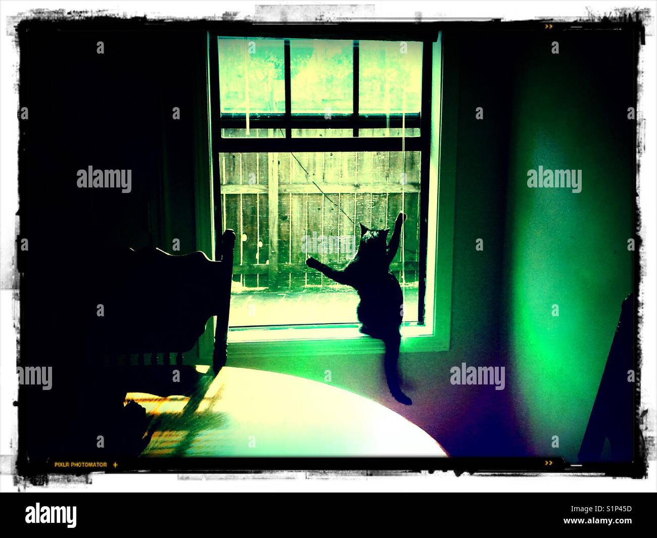 Black cat hanging on window screen Stock Photo - Alamy