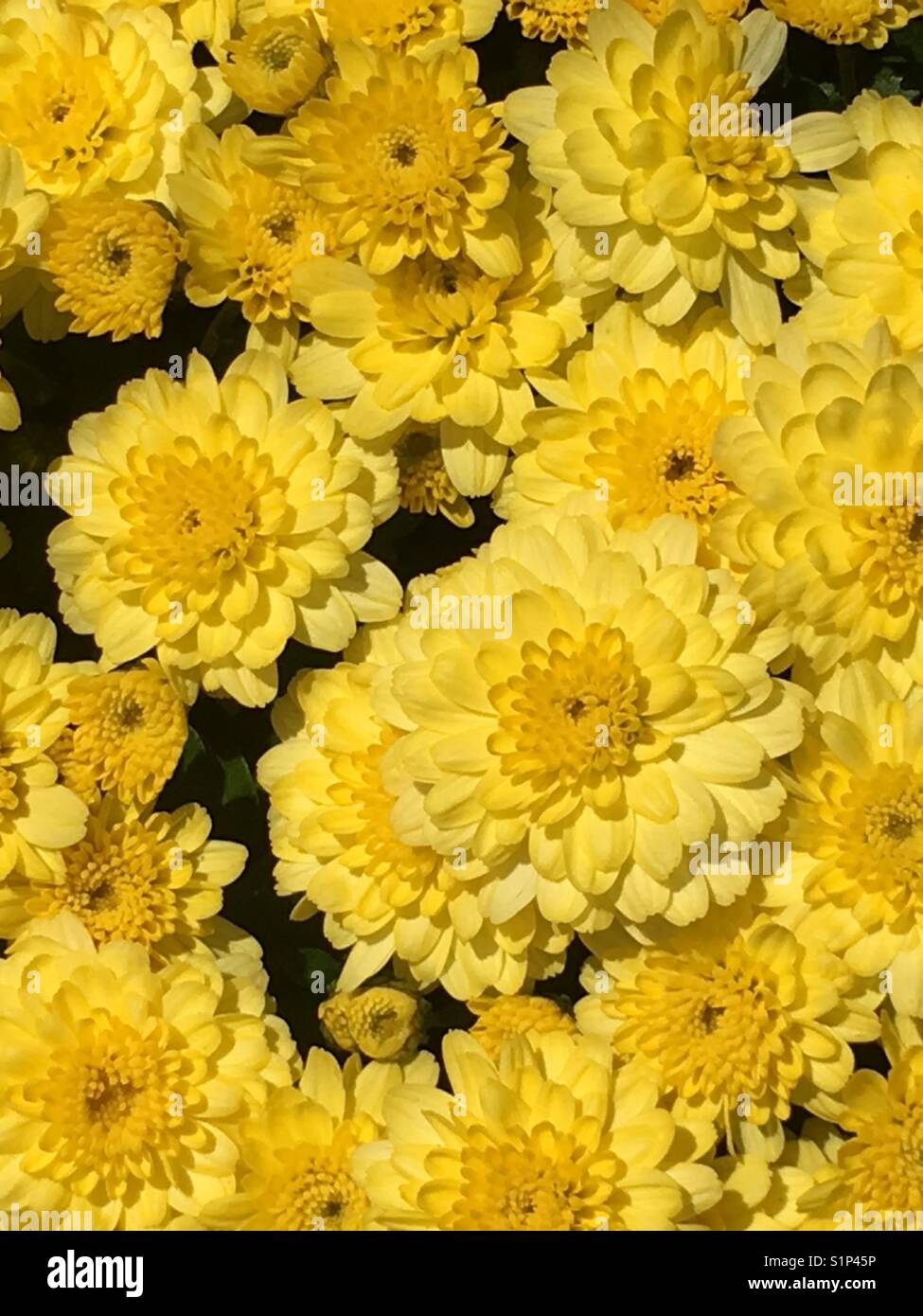 Yellow Chrysanthemum Flower Stock Photo - Alamy