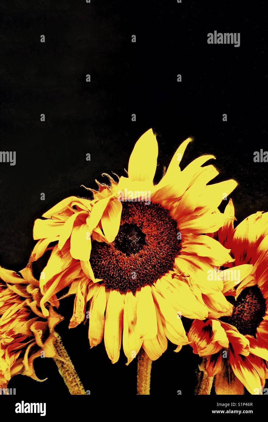 Faded sunflowers hi-res stock photography and images - Alamy