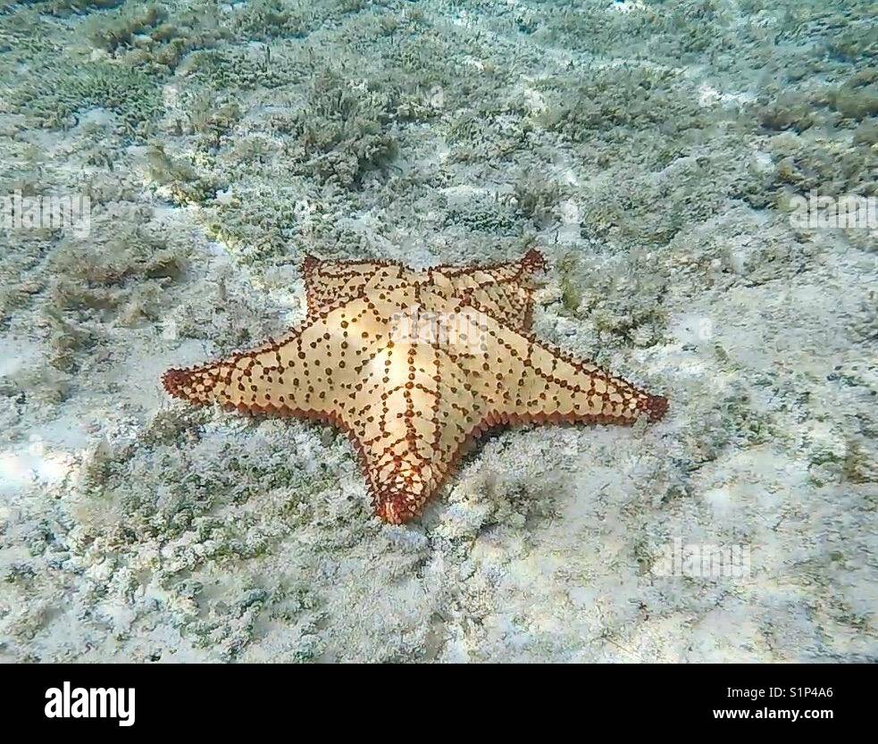 Cushion sea star Stock Photo - Alamy