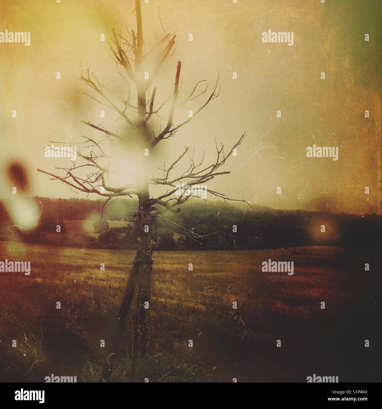 Winter tree and rain drops Stock Photo - Alamy