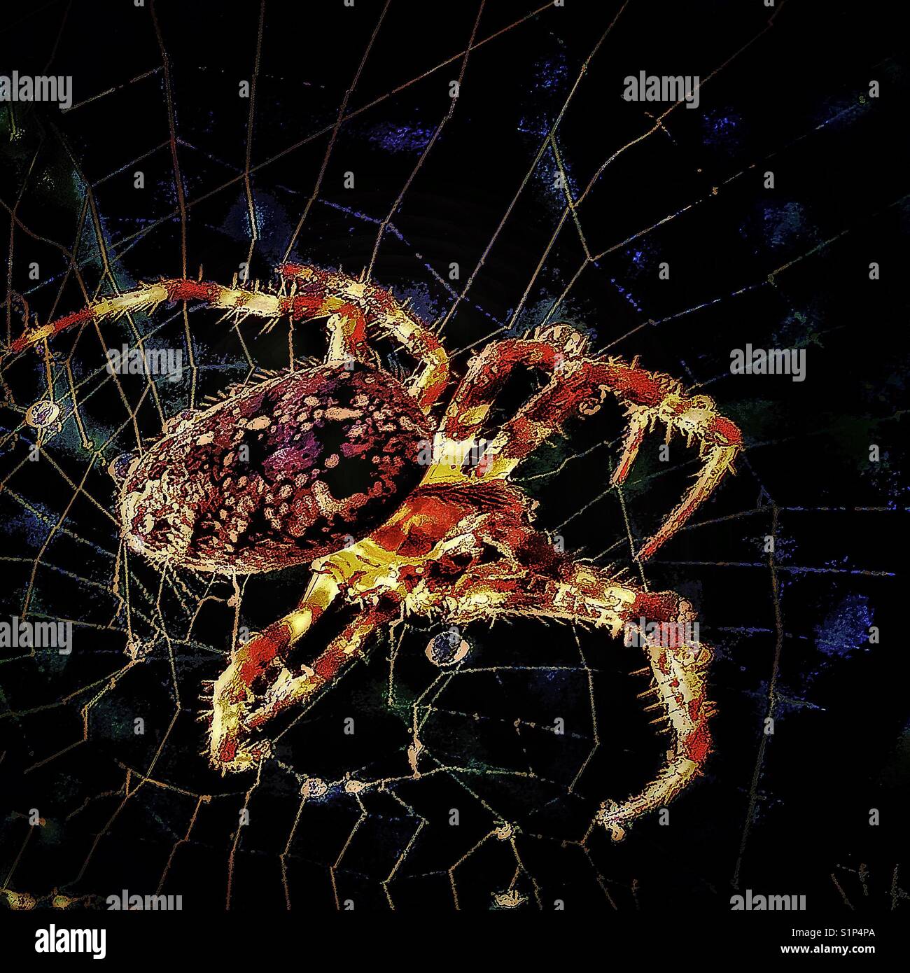 Spider eight legs hi-res stock photography and images - Alamy