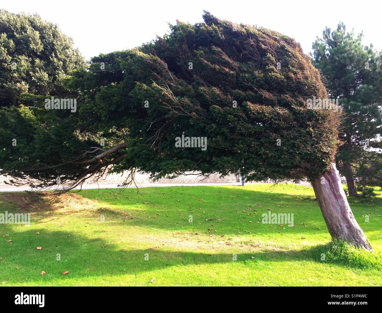 Wind bent tree hi-res stock photography and images - Alamy