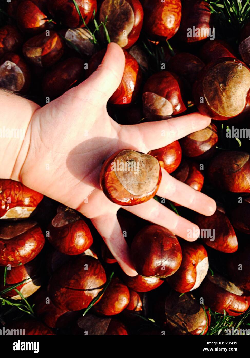 The hand of a three-year-old child with fingers splayed and holding a ...