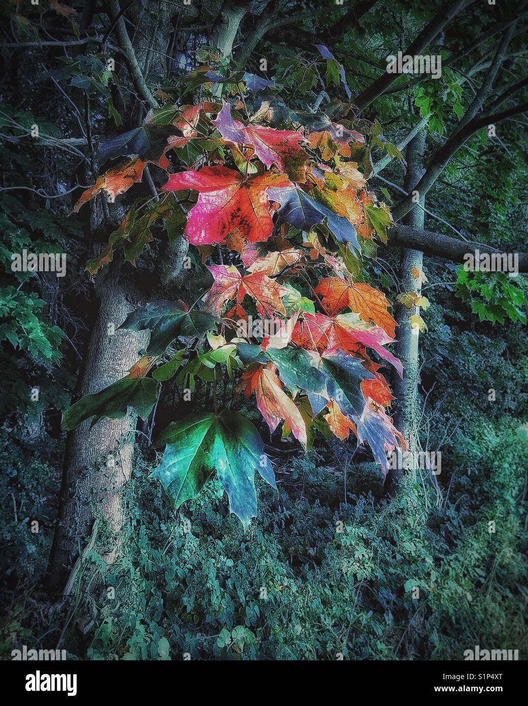 Seasons forest hi-res stock photography and images - Alamy