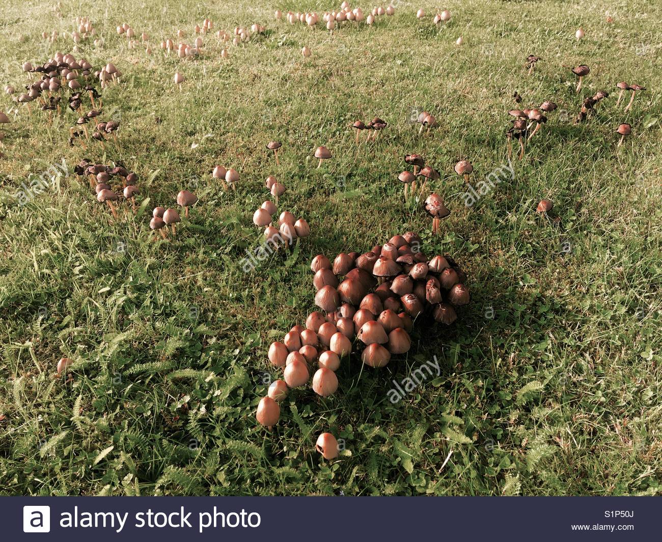 Grass Clumps High Resolution Stock Photography and Images - Alamy