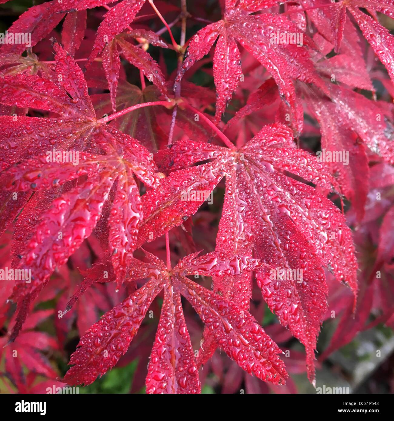 Dew on tree hi-res stock photography and images - Alamy