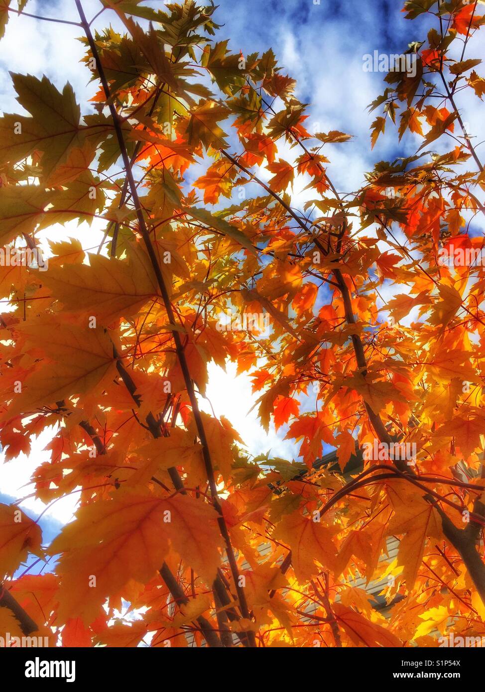 Backyard autumn photos Stock Photo - Alamy