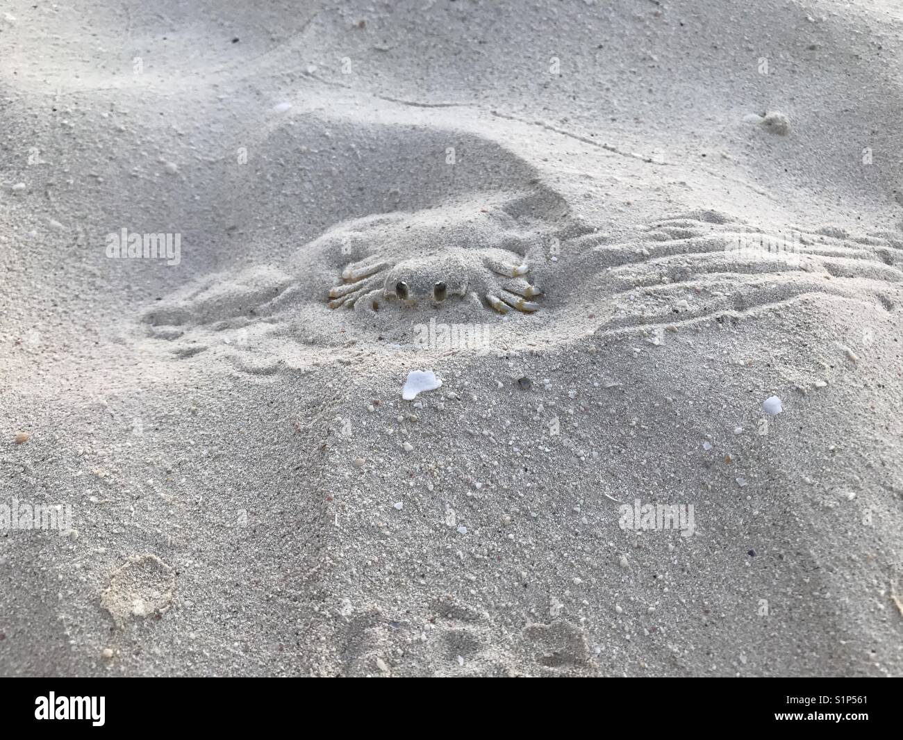Baby crab on a beach hi-res stock photography and images - Alamy