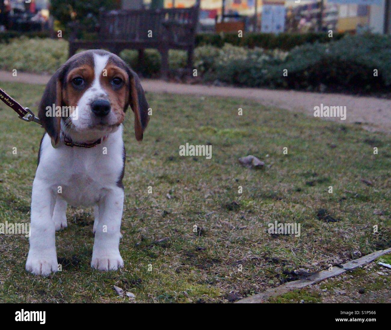 The first beagle hi-res stock photography and images - Alamy