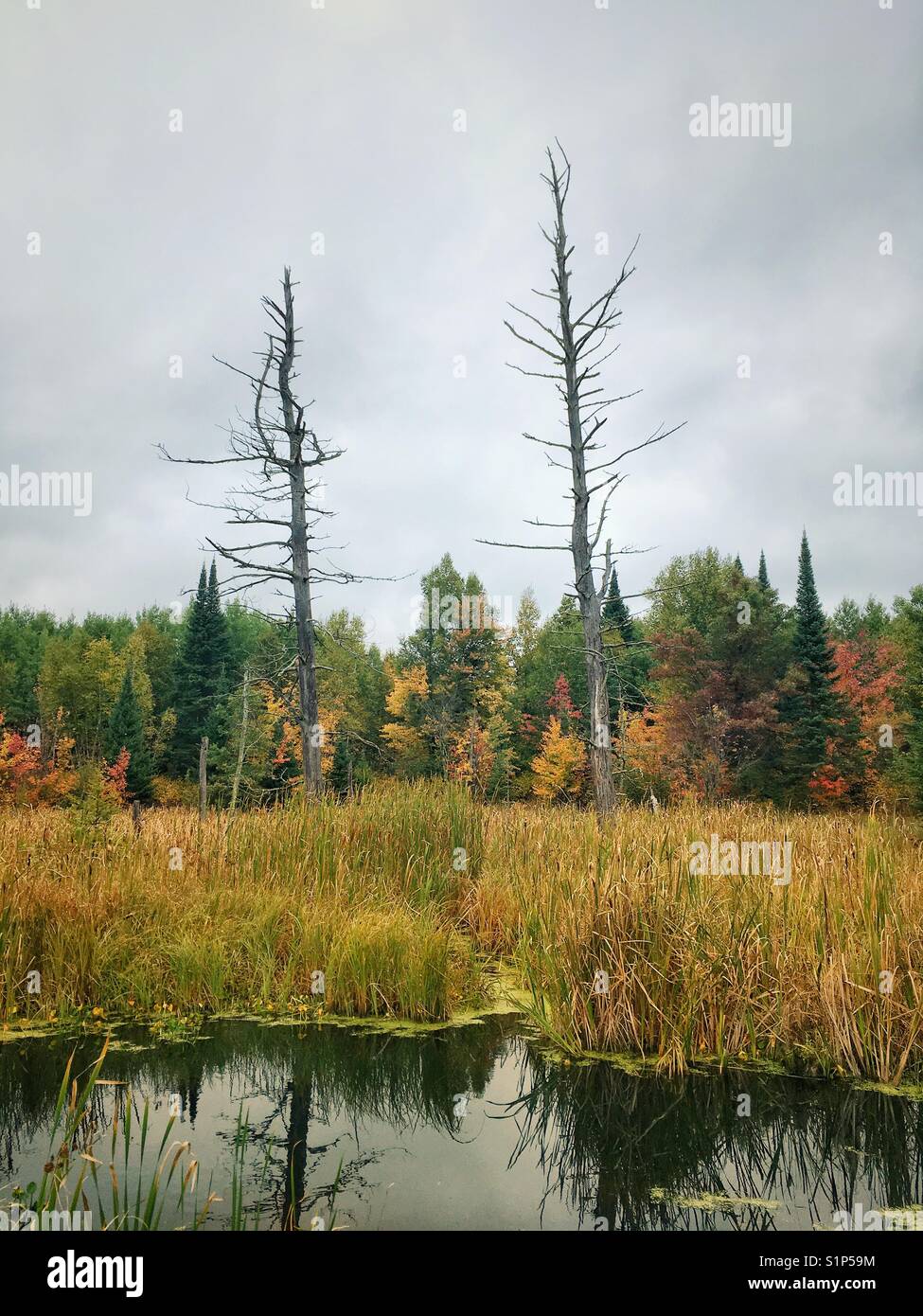 Wild rice minnesota hi-res stock photography and images - Alamy