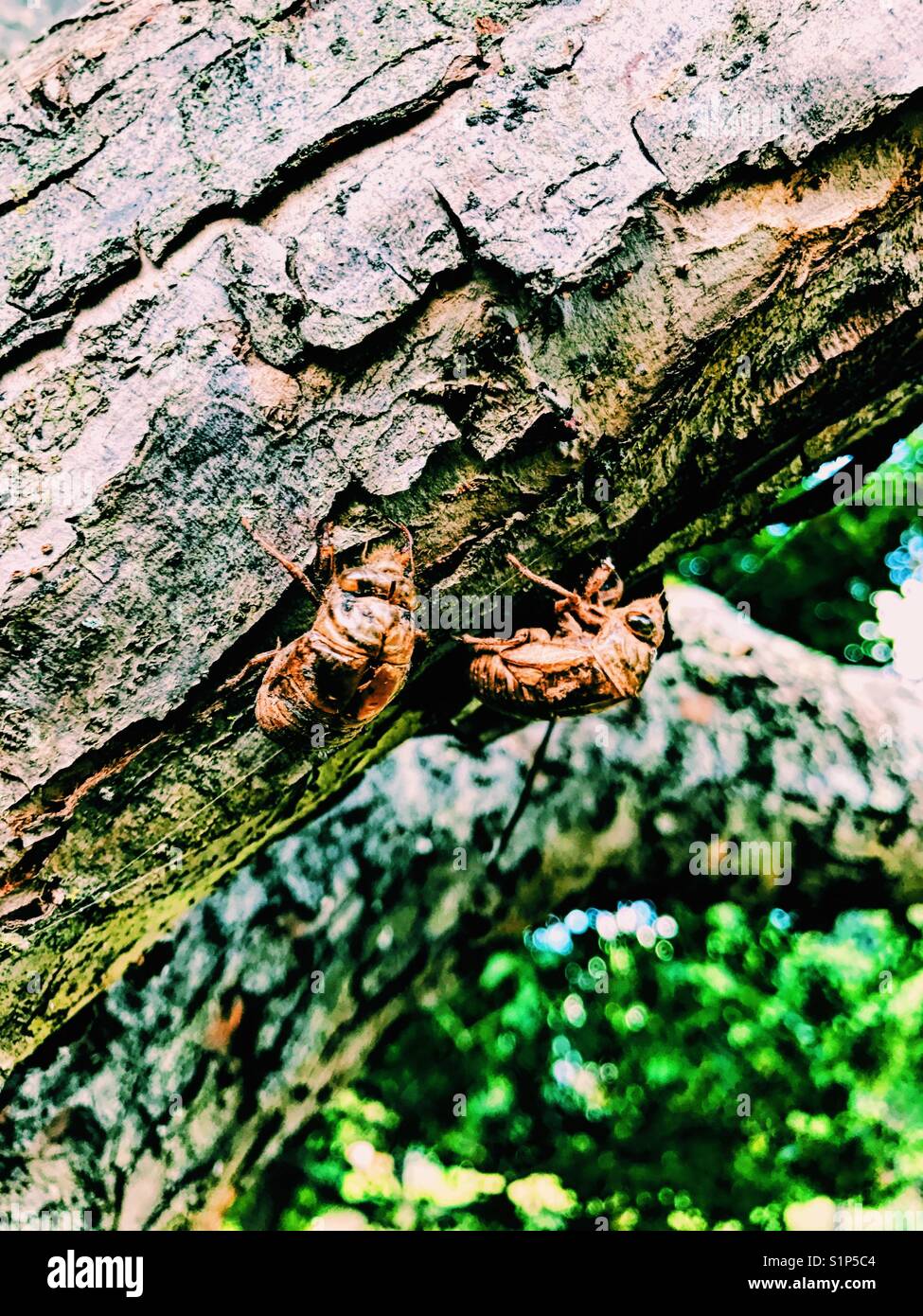 Cicadas shells hi-res stock photography and images - Alamy