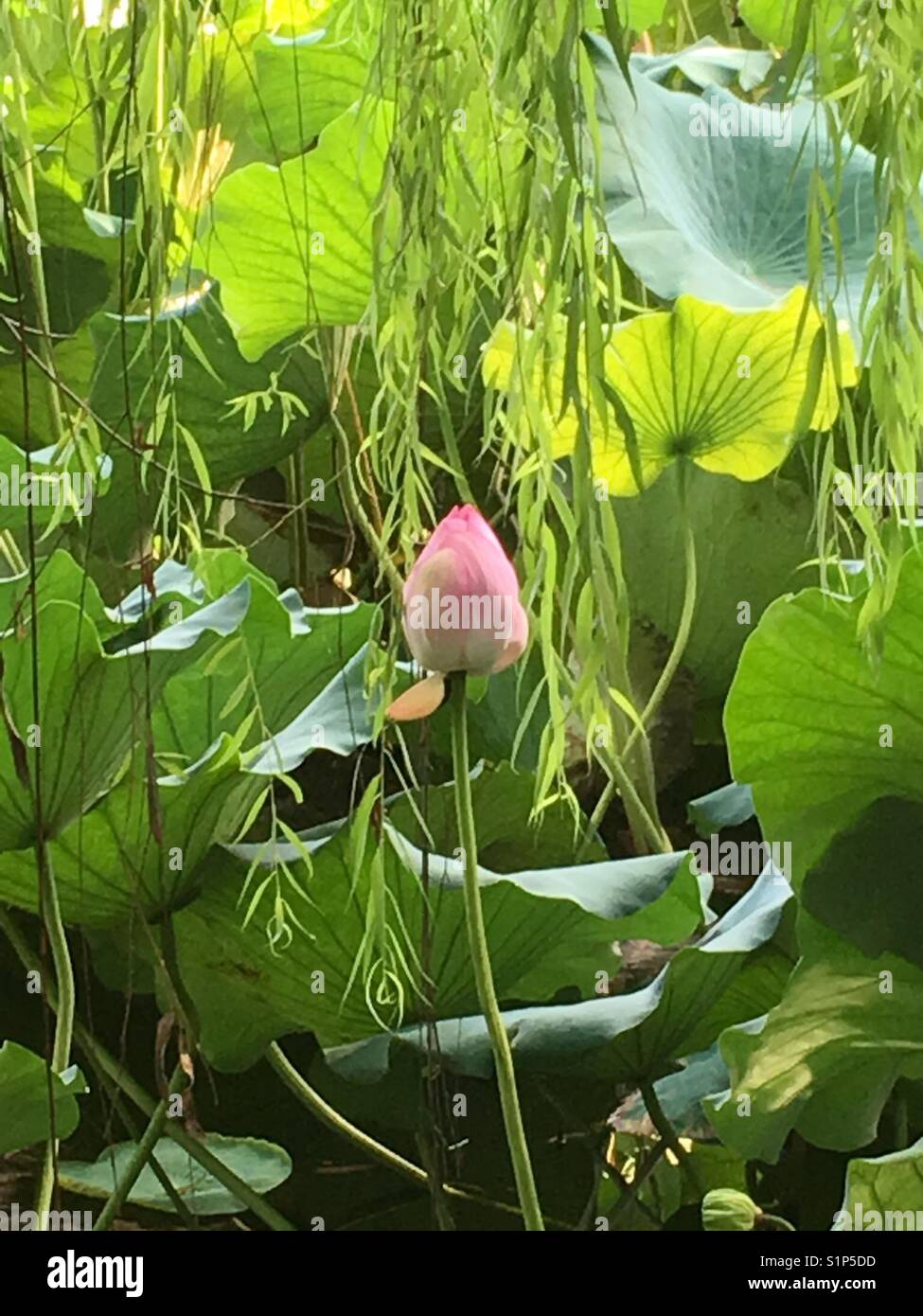 Lone Lotus Flower Stock Photo - Alamy