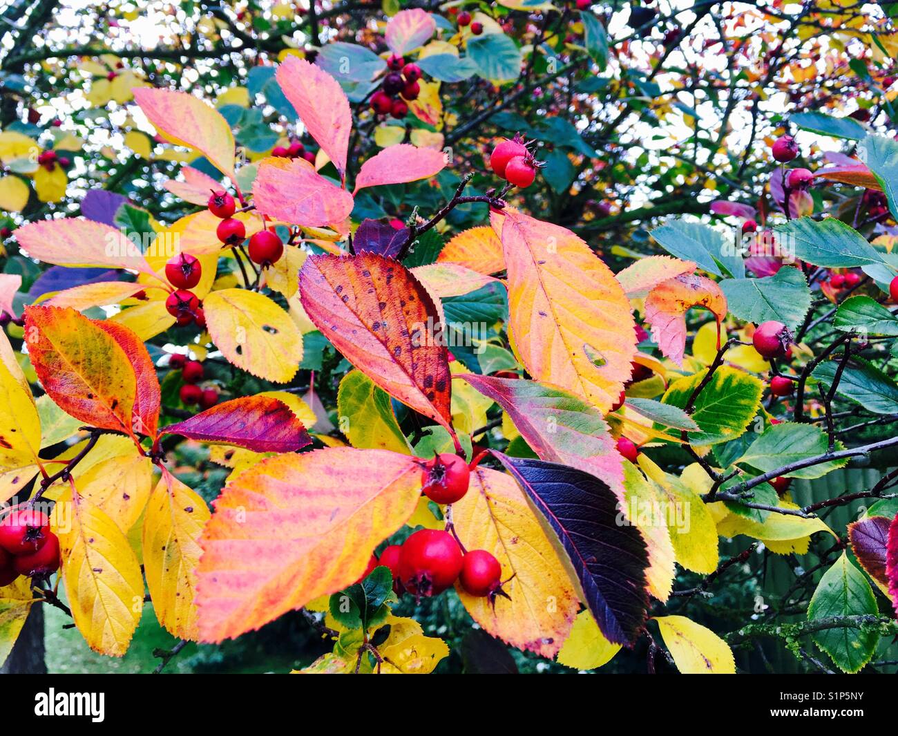 Colourful autumn hi-res stock photography and images - Alamy