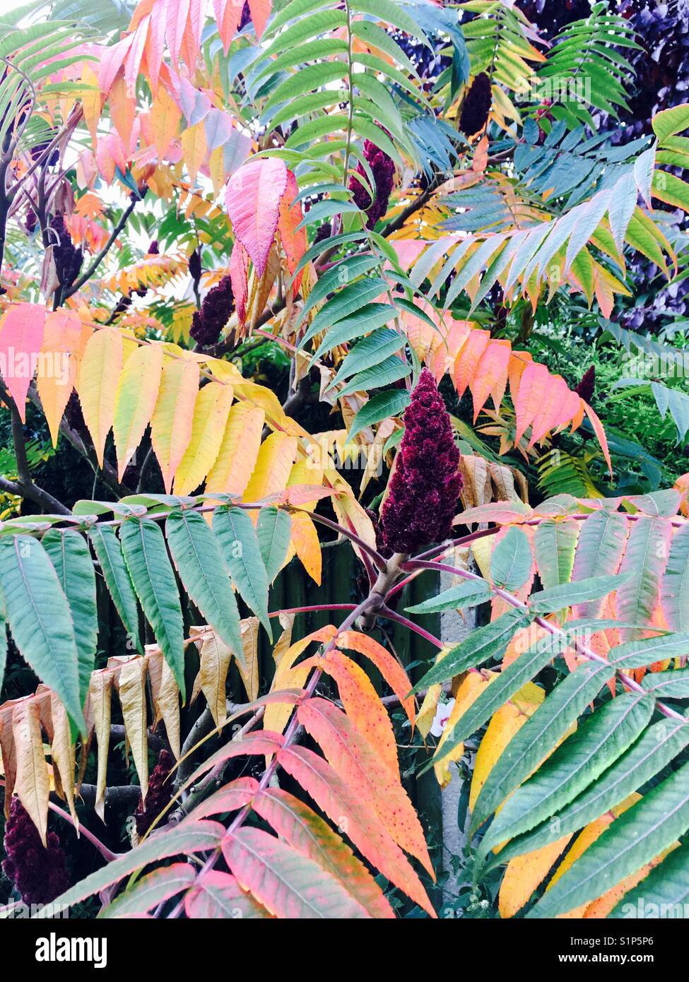 Yellow sumac hi-res stock photography and images - Alamy