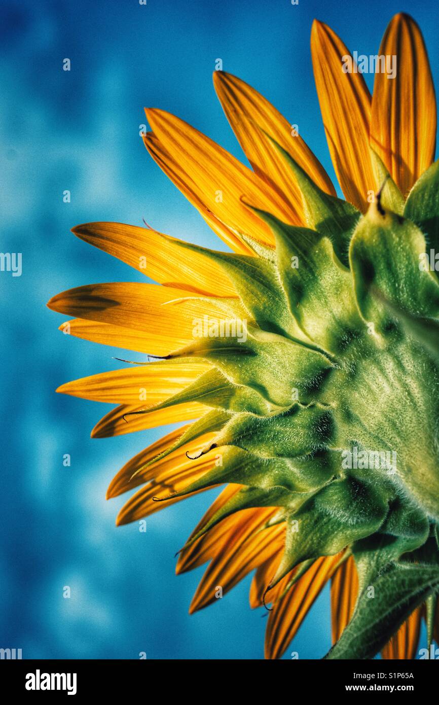 Sunflower "Russian Giant", Helianthus annuus Stock Photo - Alamy