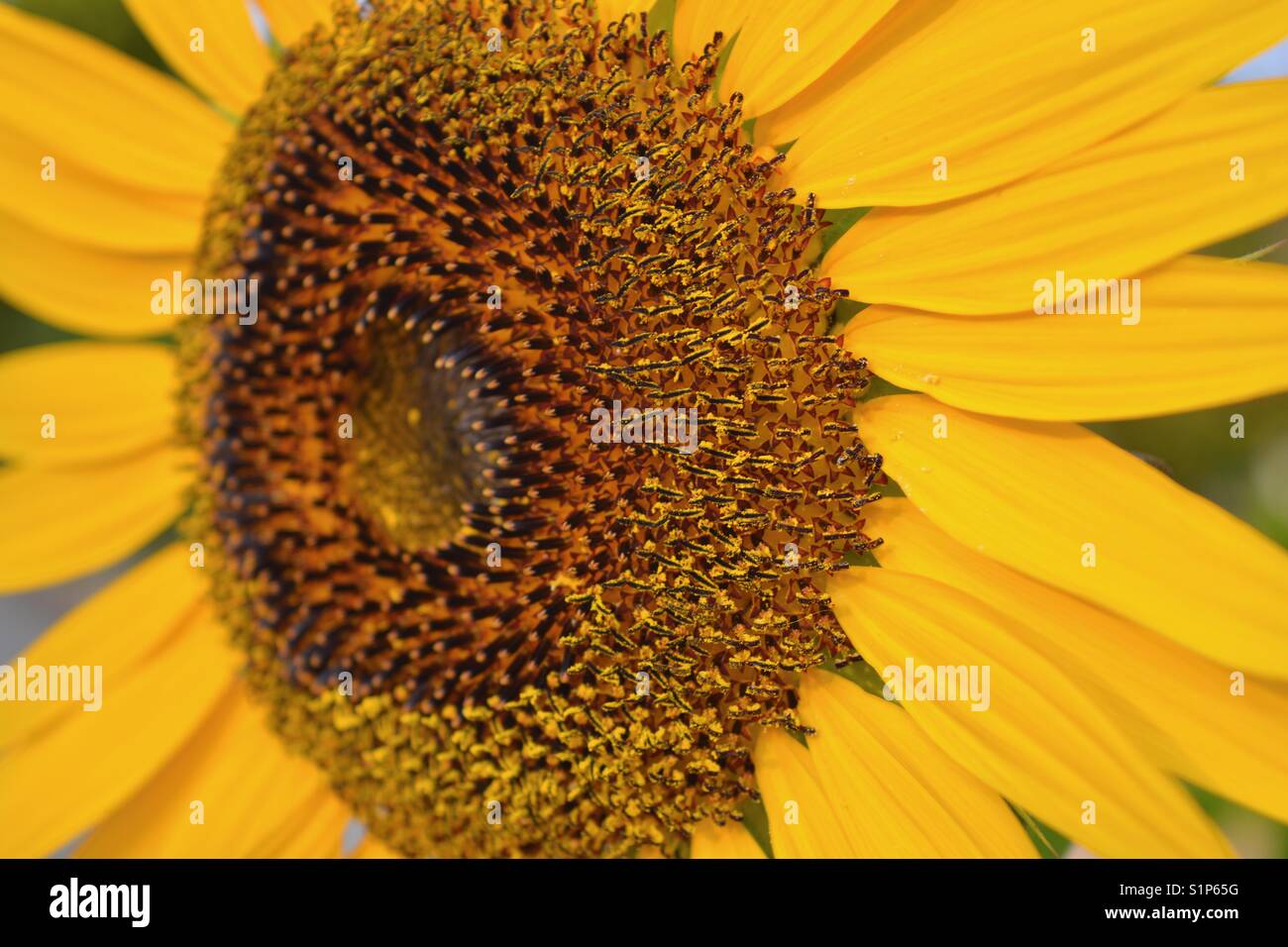 Sunflower "Russian Giant", Helianthus annuus Stock Photo - Alamy