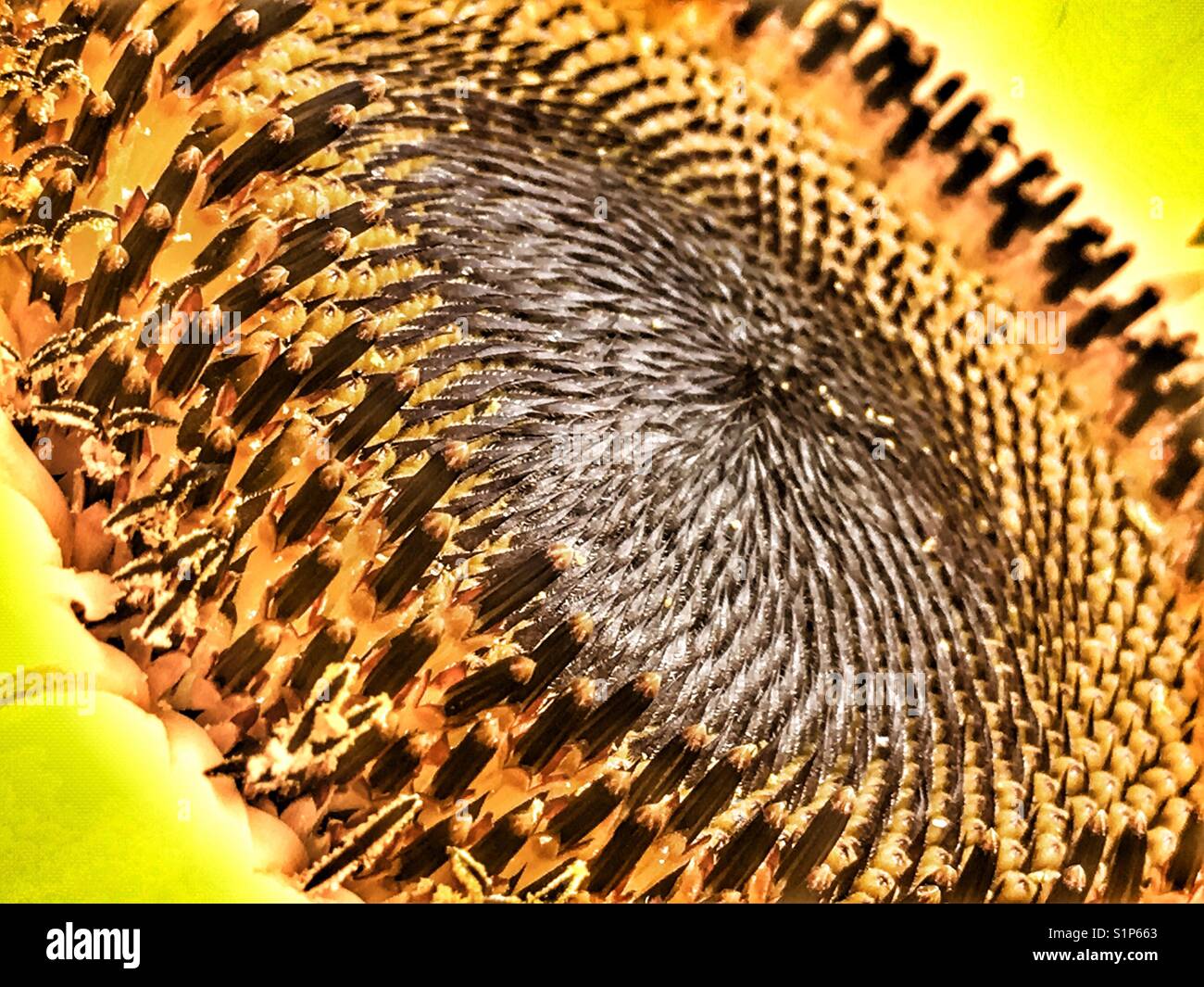 Sunflower "Russian Giant", Helianthus annuus Stock Photo - Alamy
