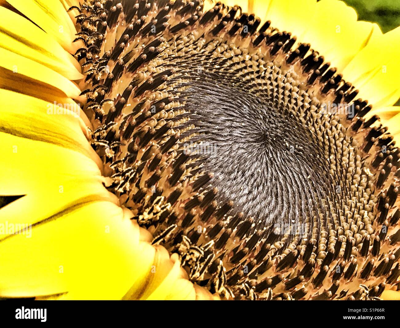 Sunflower "Russian Giant", Helianthus annuus Stock Photo - Alamy