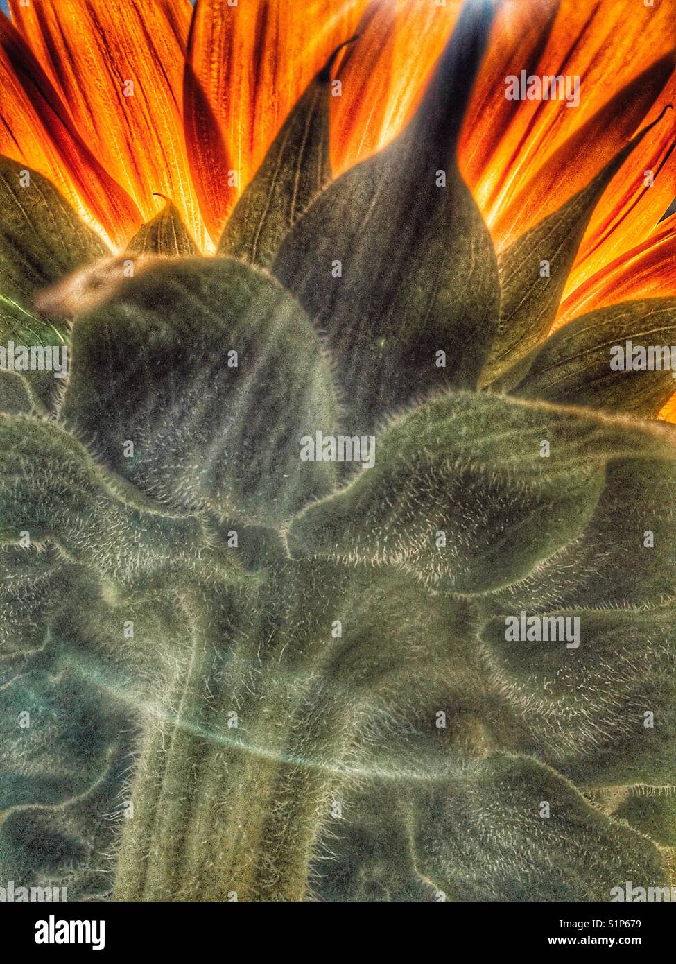 Sunflower "Russian Giant", Helianthus annuus Stock Photo - Alamy