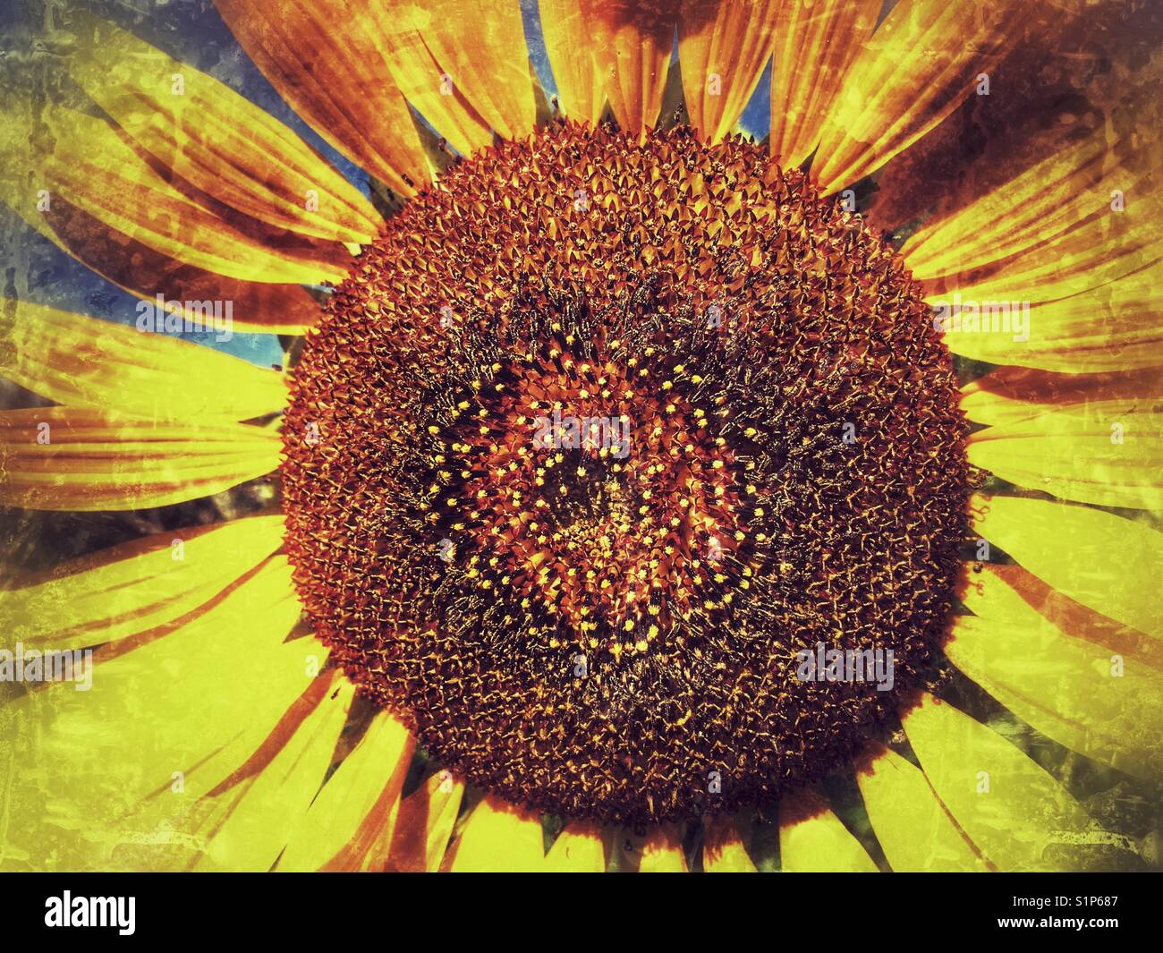 Russian Giant Sunflower Stock Photos & Russian Giant Sunflower Stock ...