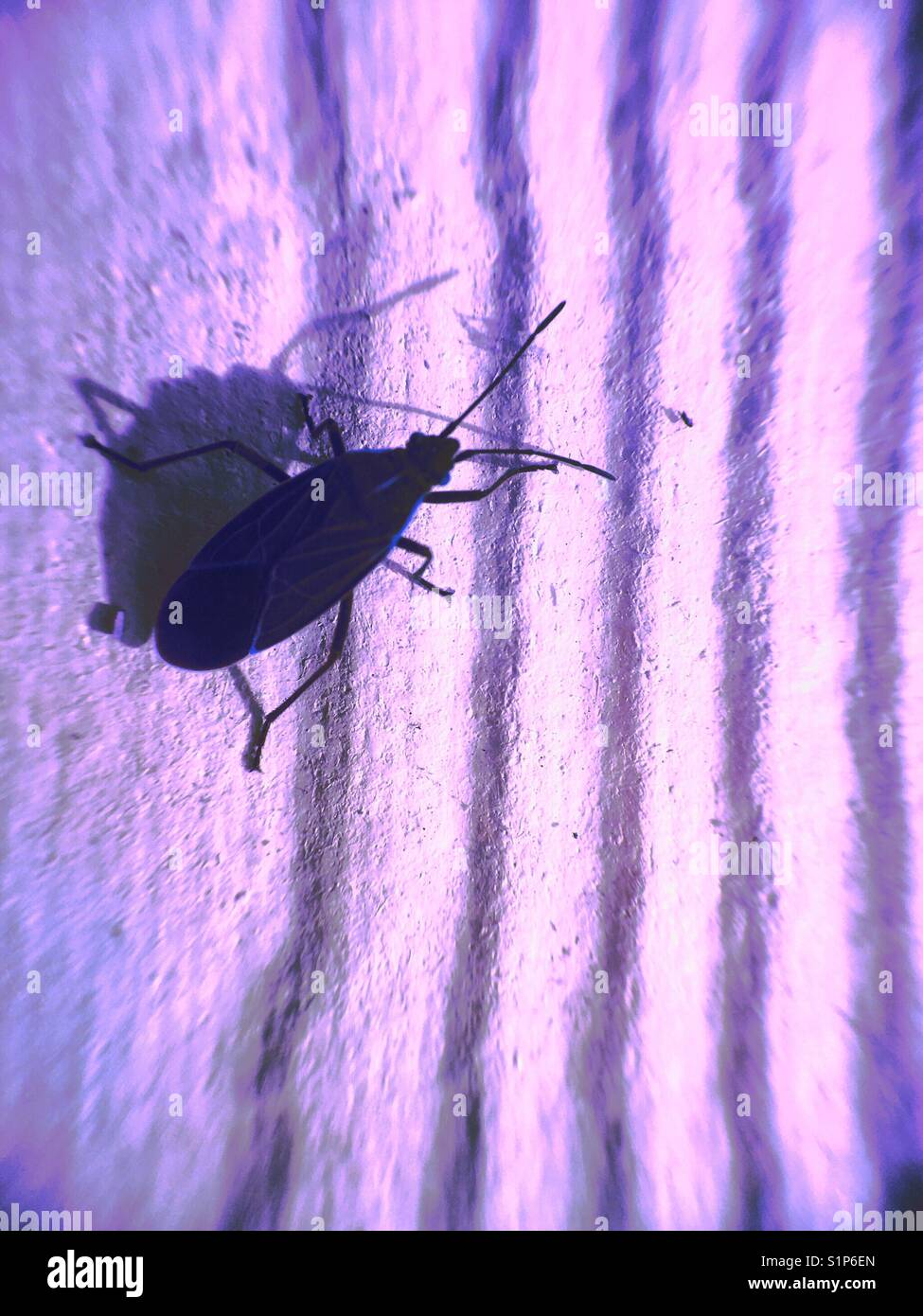 Boisea trivittatus hi-res stock photography and images - Alamy