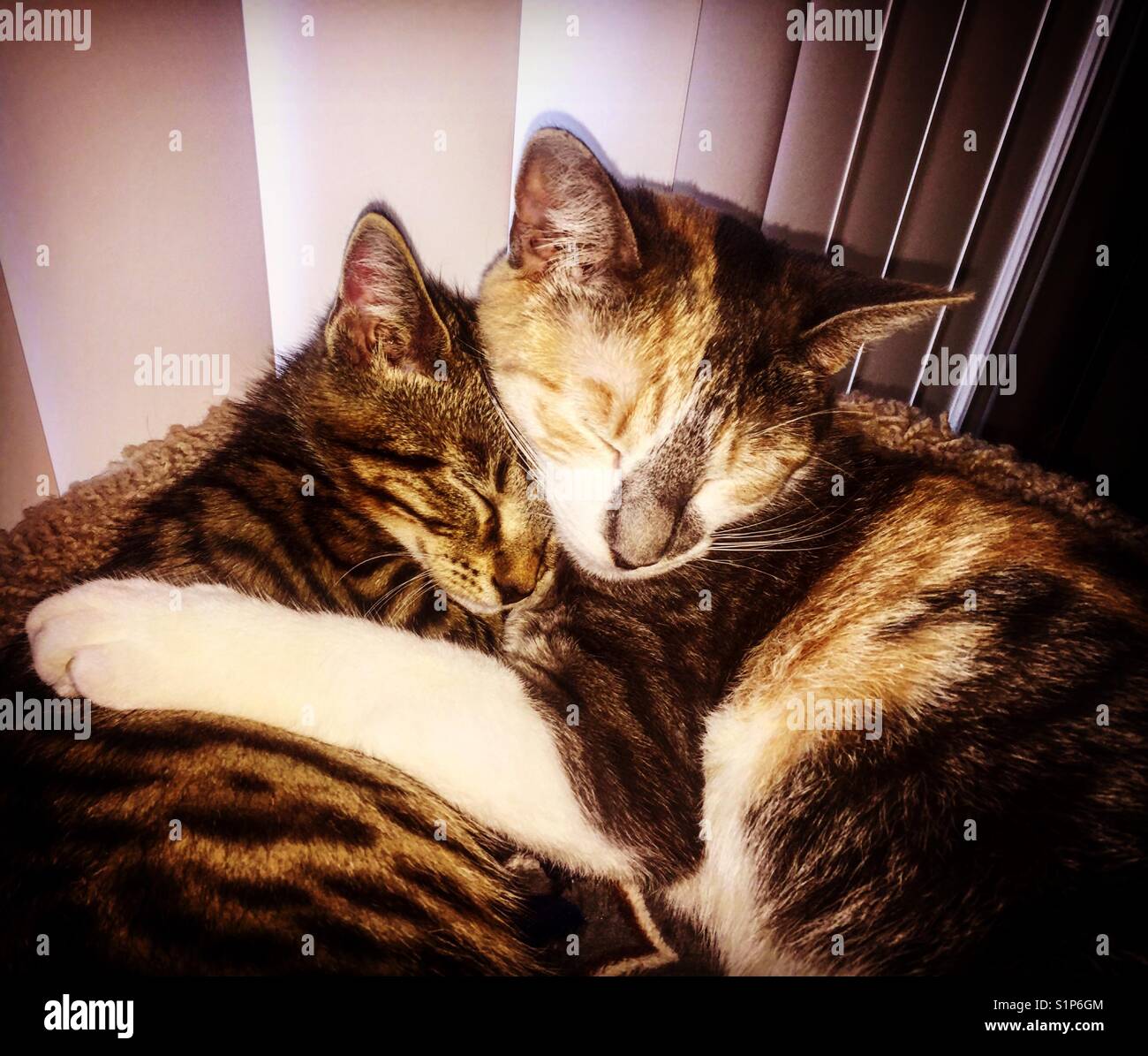 Cuddling cats hi-res stock photography and images - Alamy