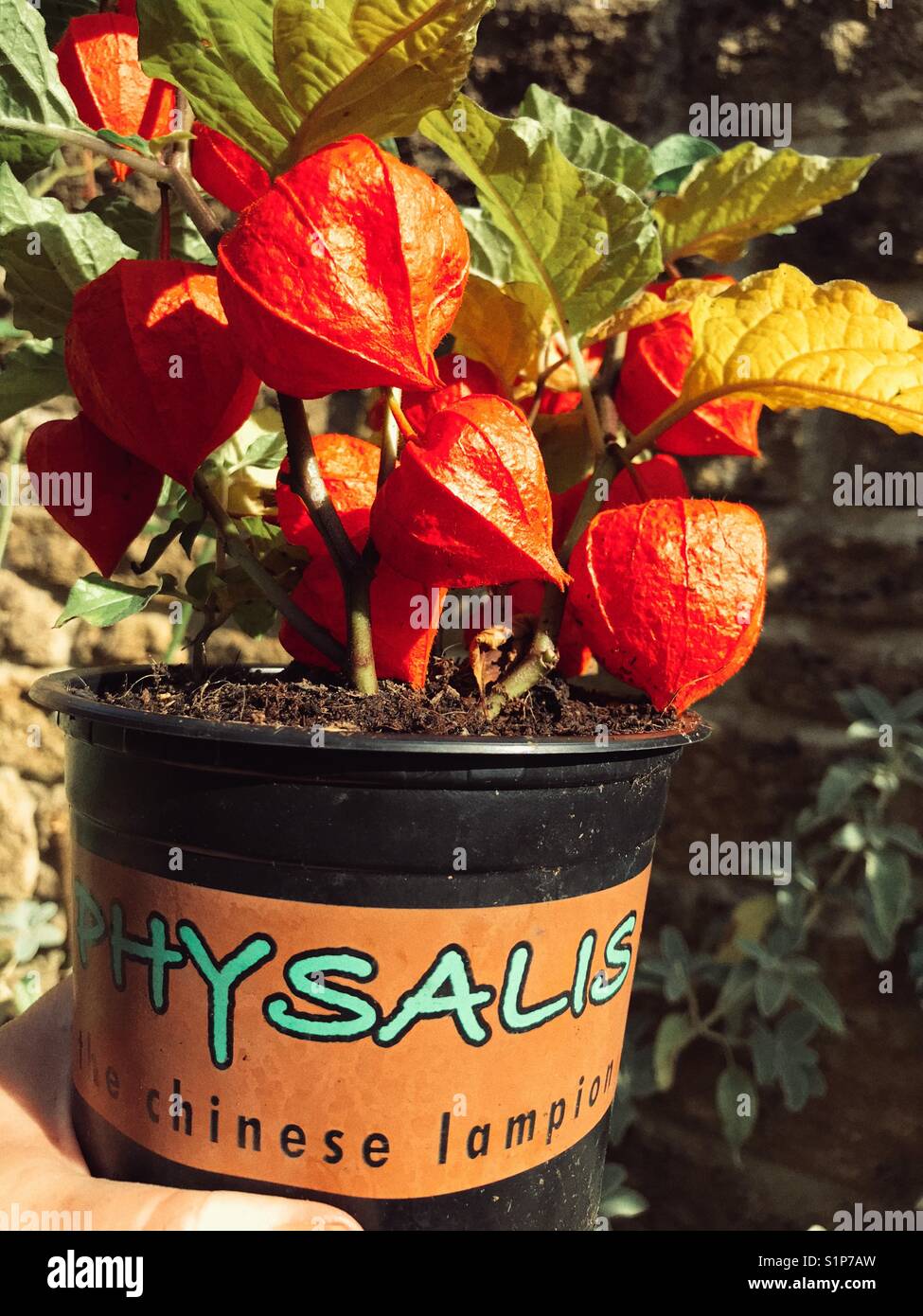 Physalis alkekengi, also known as Ornamental physalis, Chinese Lampion ...
