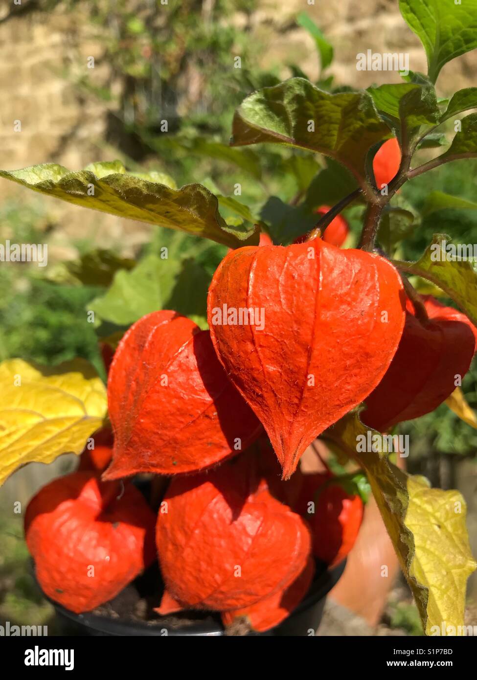 Physalis alkekengi, also known as Ornamental physalis, Chinese Lampion ...