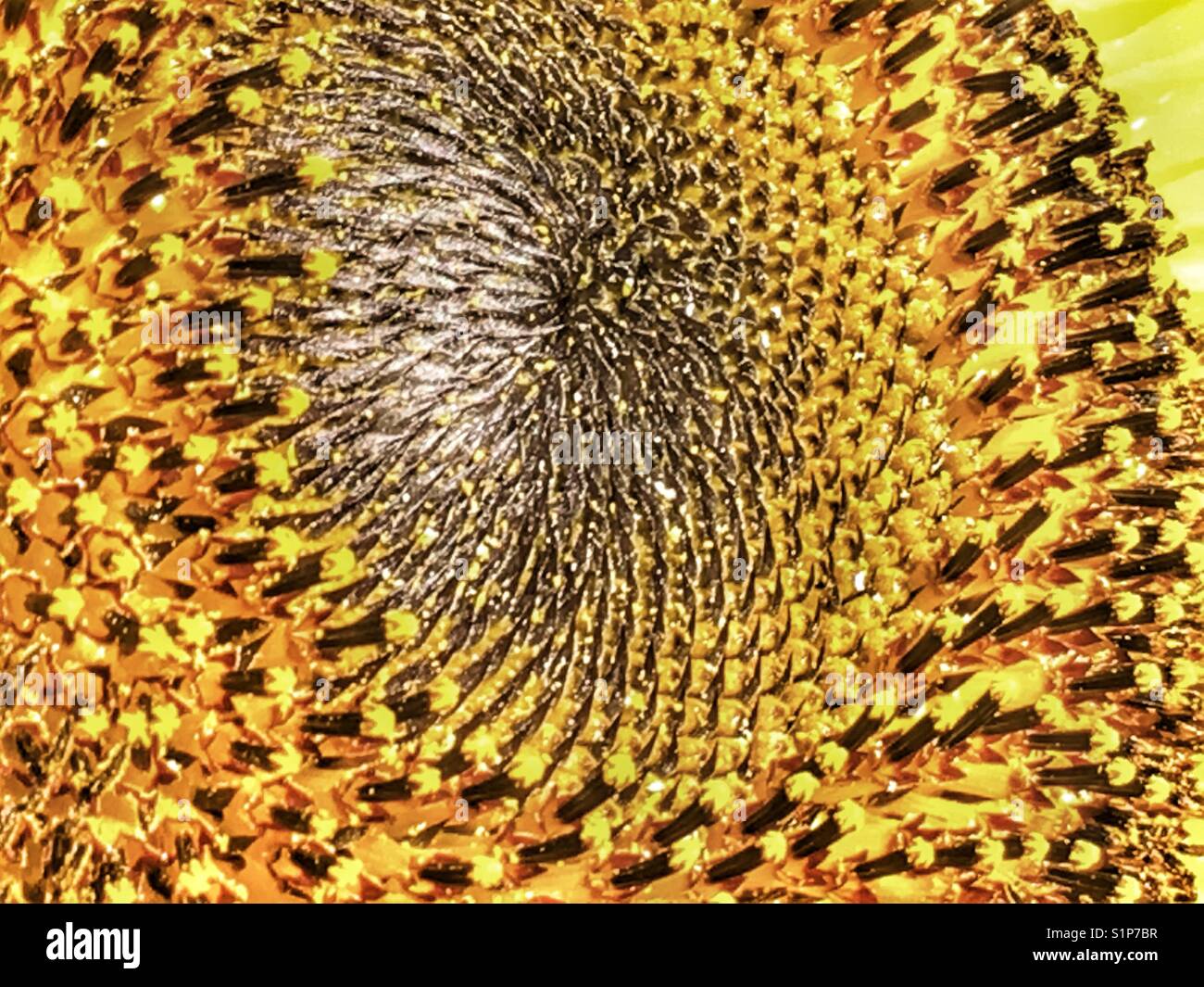 Sunflower "Russian Giant", Helianthus annuus Stock Photo - Alamy