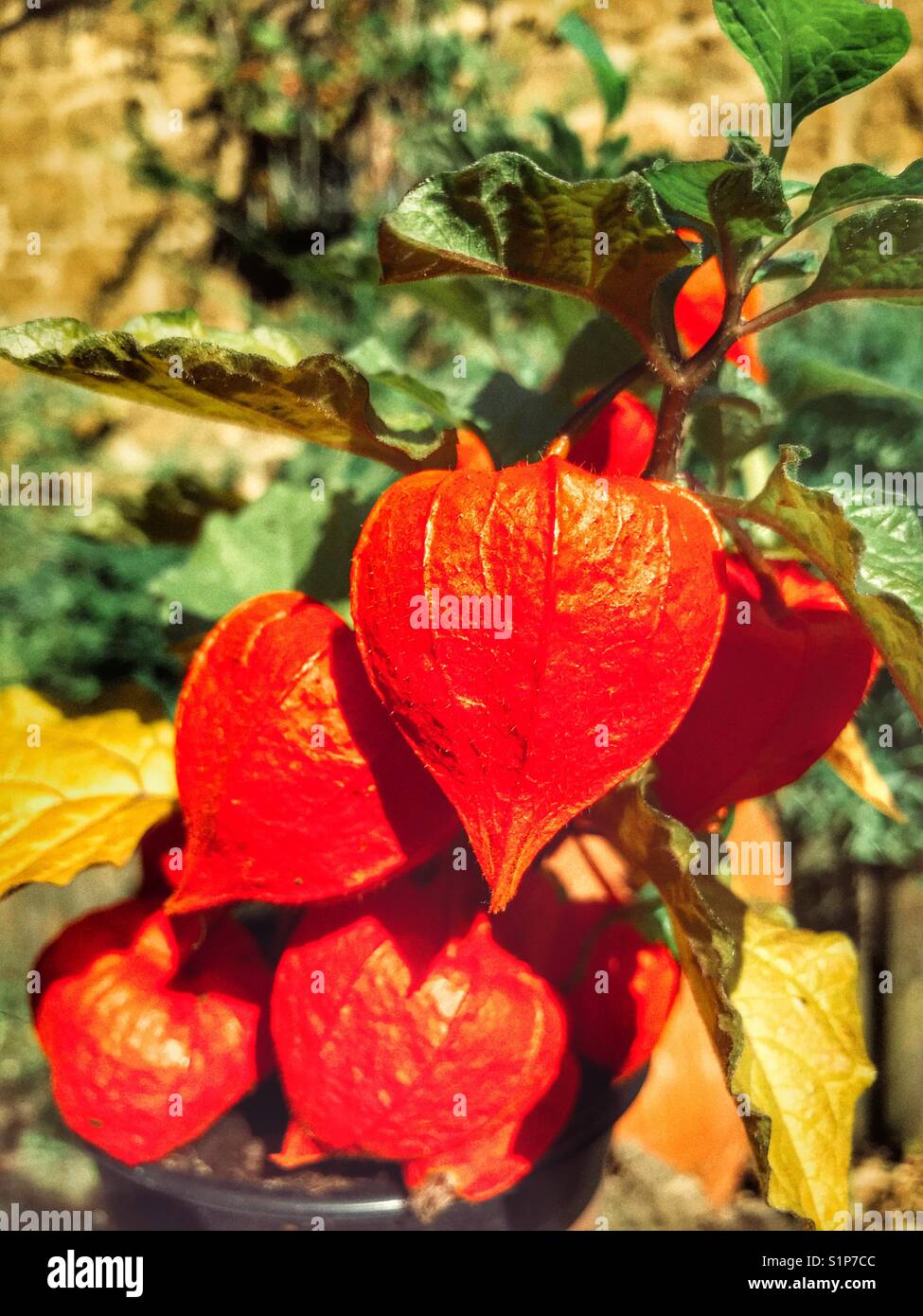 Chinese lampion physalis hi-res stock photography and images - Alamy