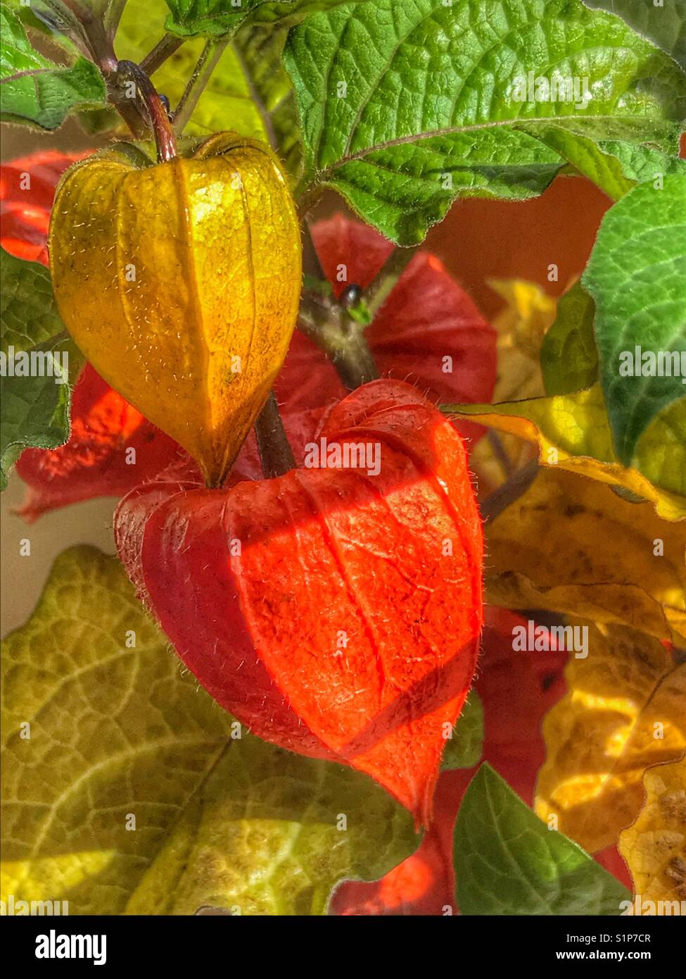 Physalis alkekengi, also known as Ornamental physalis, Chinese Lampion ...