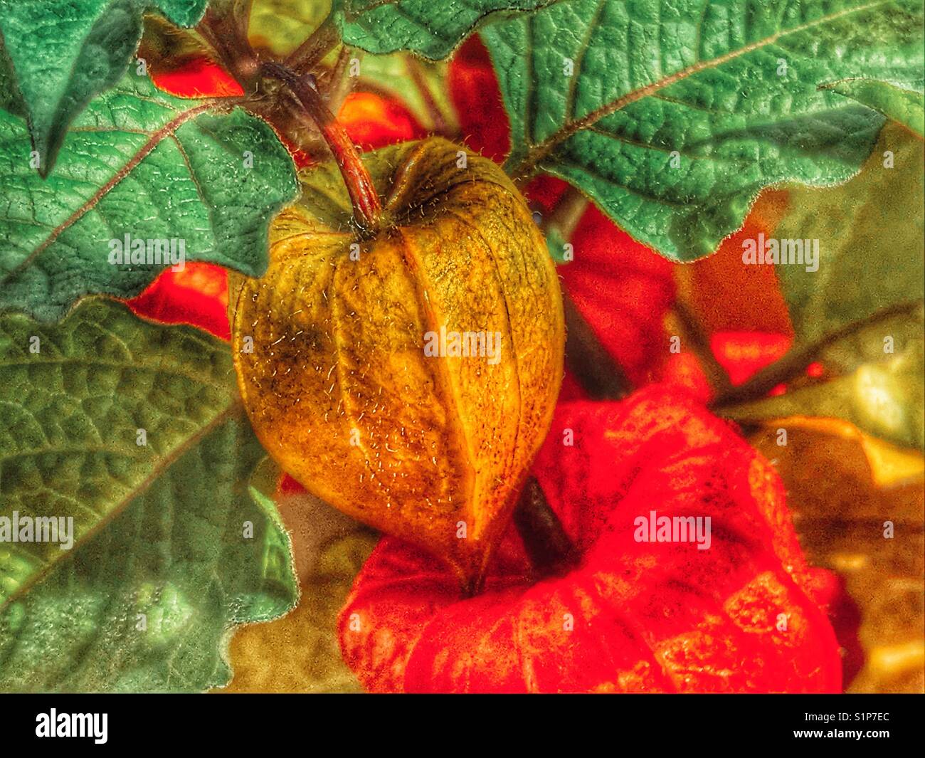 Physalis alkekengi, also known as Ornamental physalis, Chinese Lampion ...