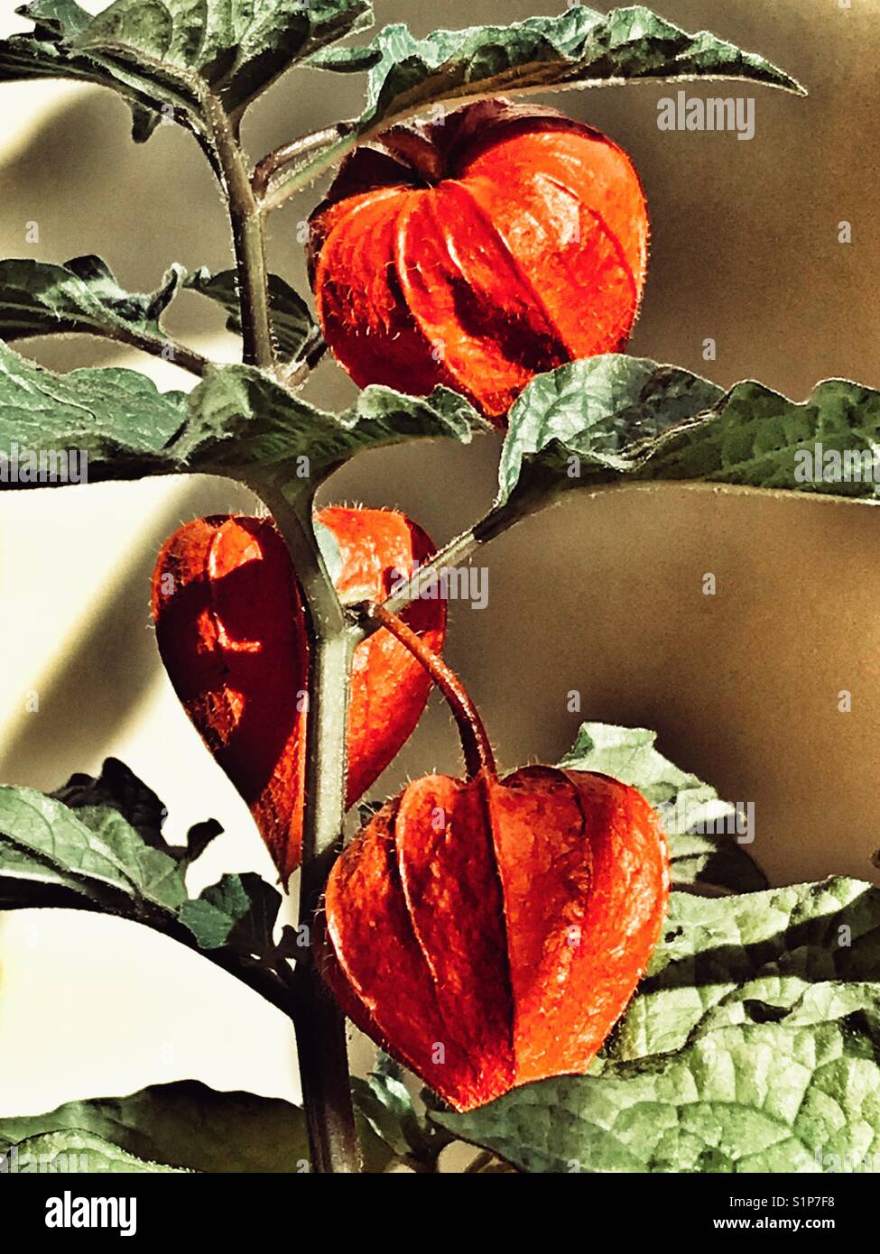 Physalis alkekengi, also known as Ornamental physalis, Chinese Lampion ...