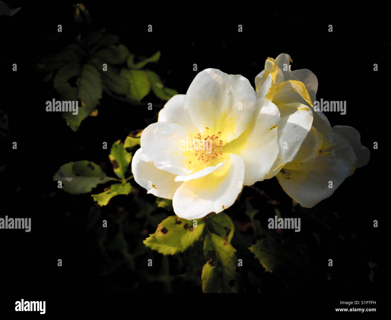 Fluorescent roses white hi-res stock photography and images - Alamy