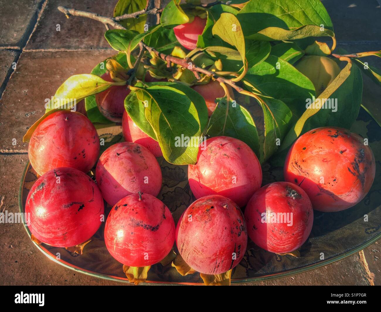 A tray of freshly picked Persimmons, Diospyros kaki, also known as ...